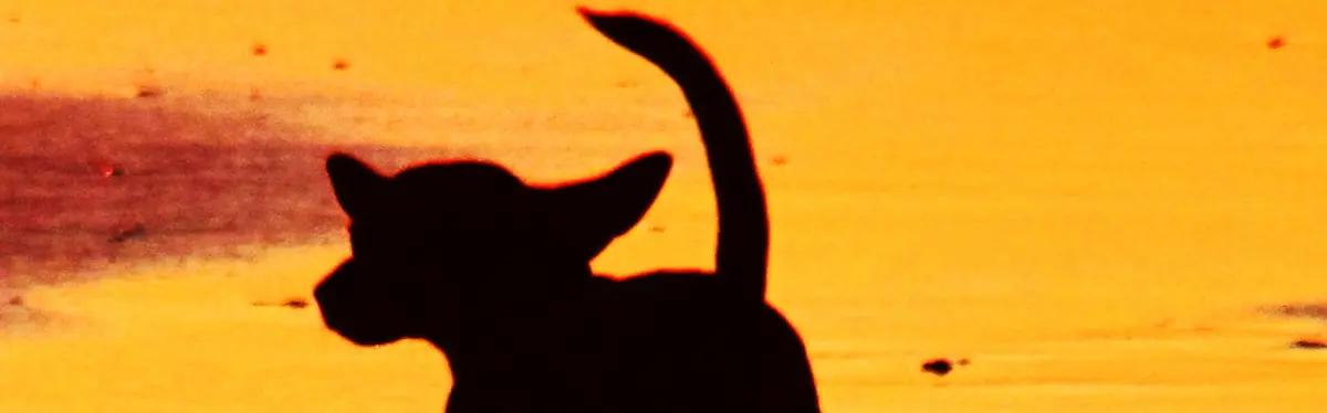 How to Understand Your Dog's Wag | Nature's Recipe